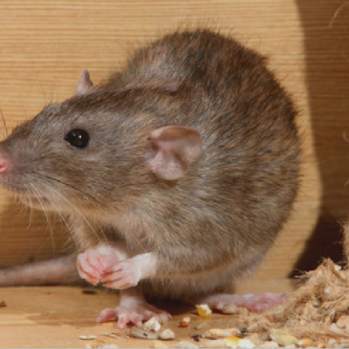 Memphis Pest Control | 10 Beneficial Insects to Keep Around