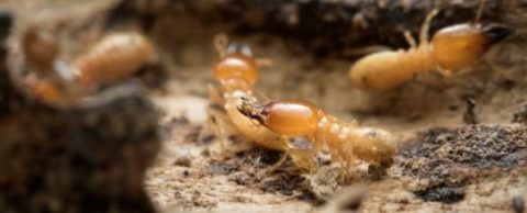 Mistakes You're Making That Invite Termites into Your Home — Inman ...